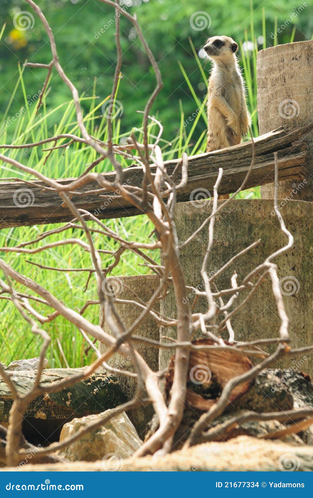 Meerkat Beware Safety Surveillance Stock Photo - Image of care, alert ...