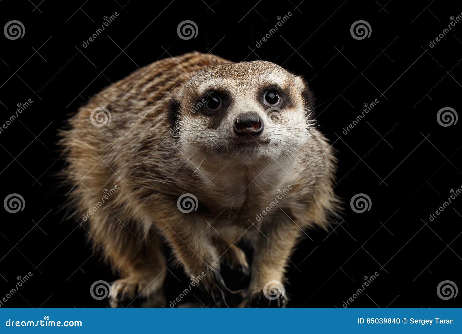 Meerkat on Black Background Stock Photo - Image of cute, observe: 85039840