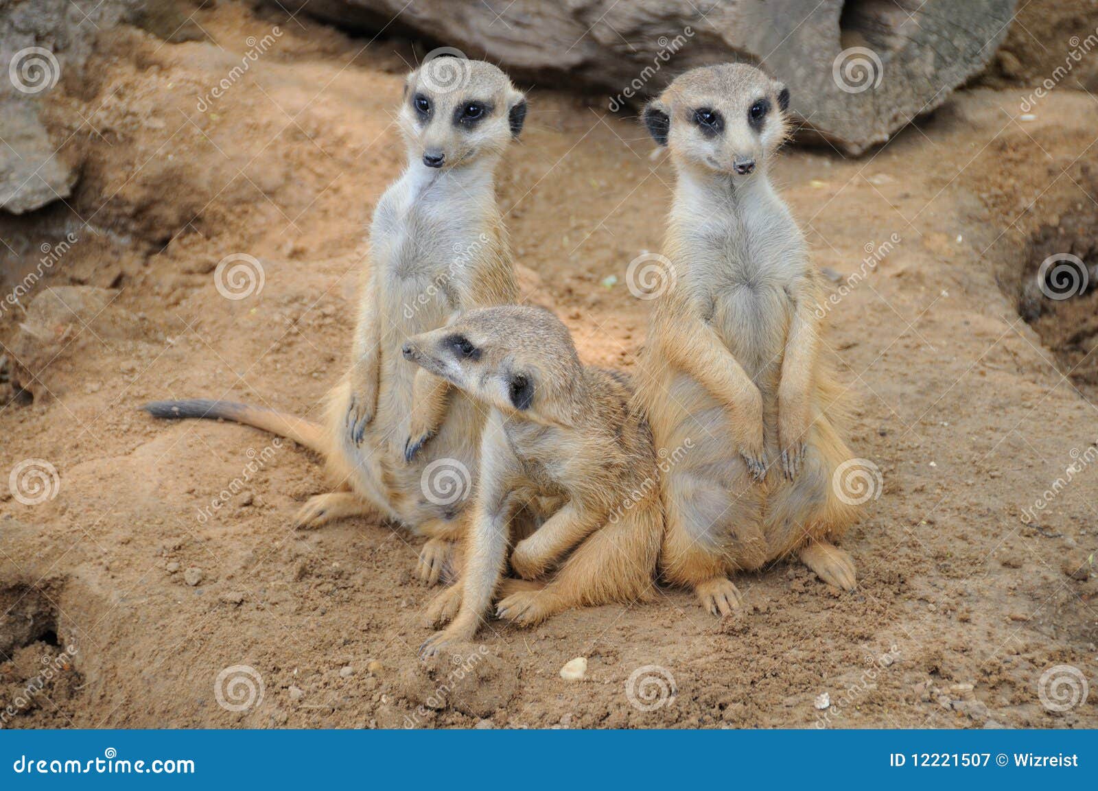Meerkat Bodyguards stock image. Image of meerkat, celebrity - 12221507
