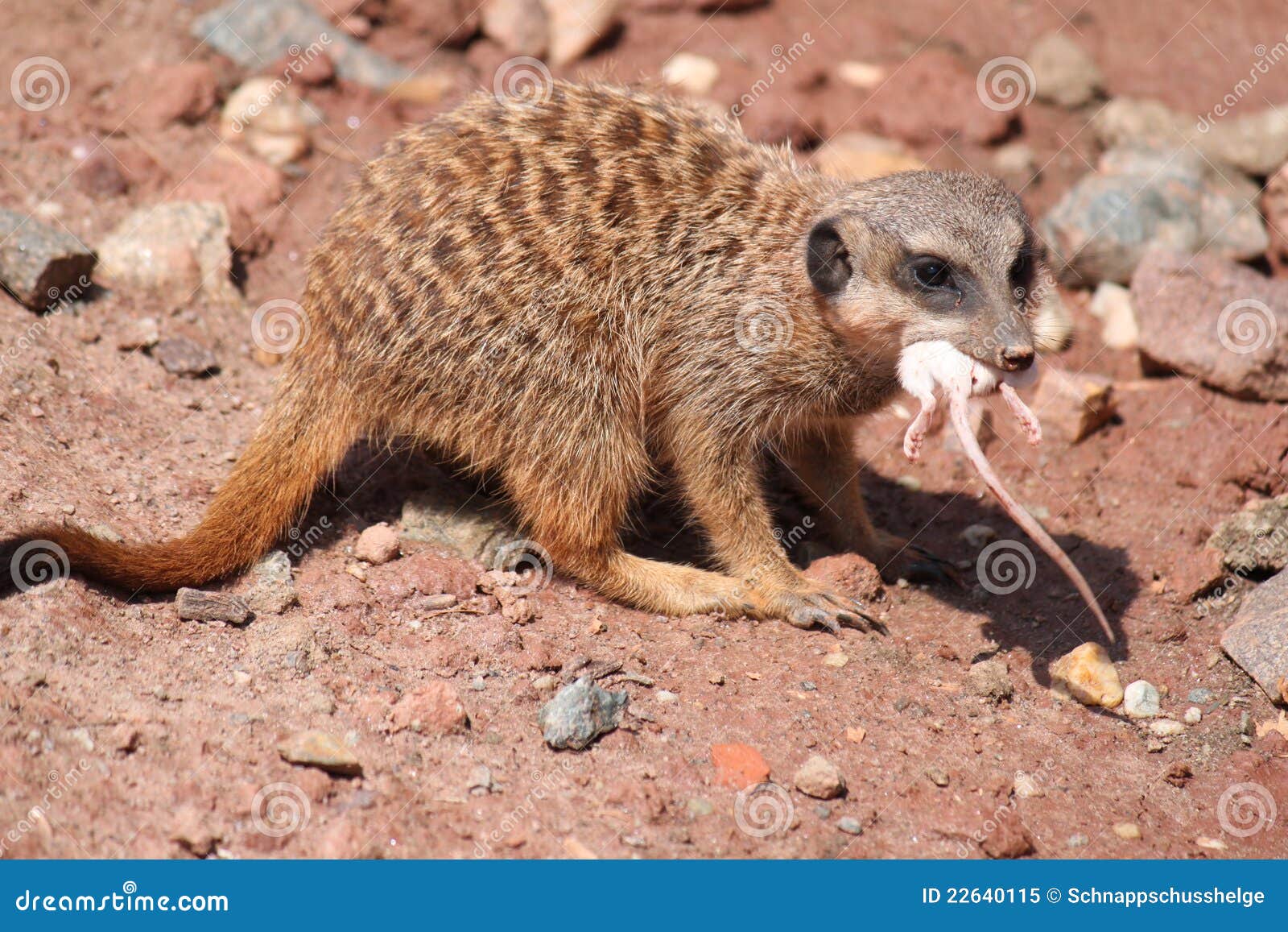 Meerkat catches mouse stock image. Image of tail, zoological - 22640115