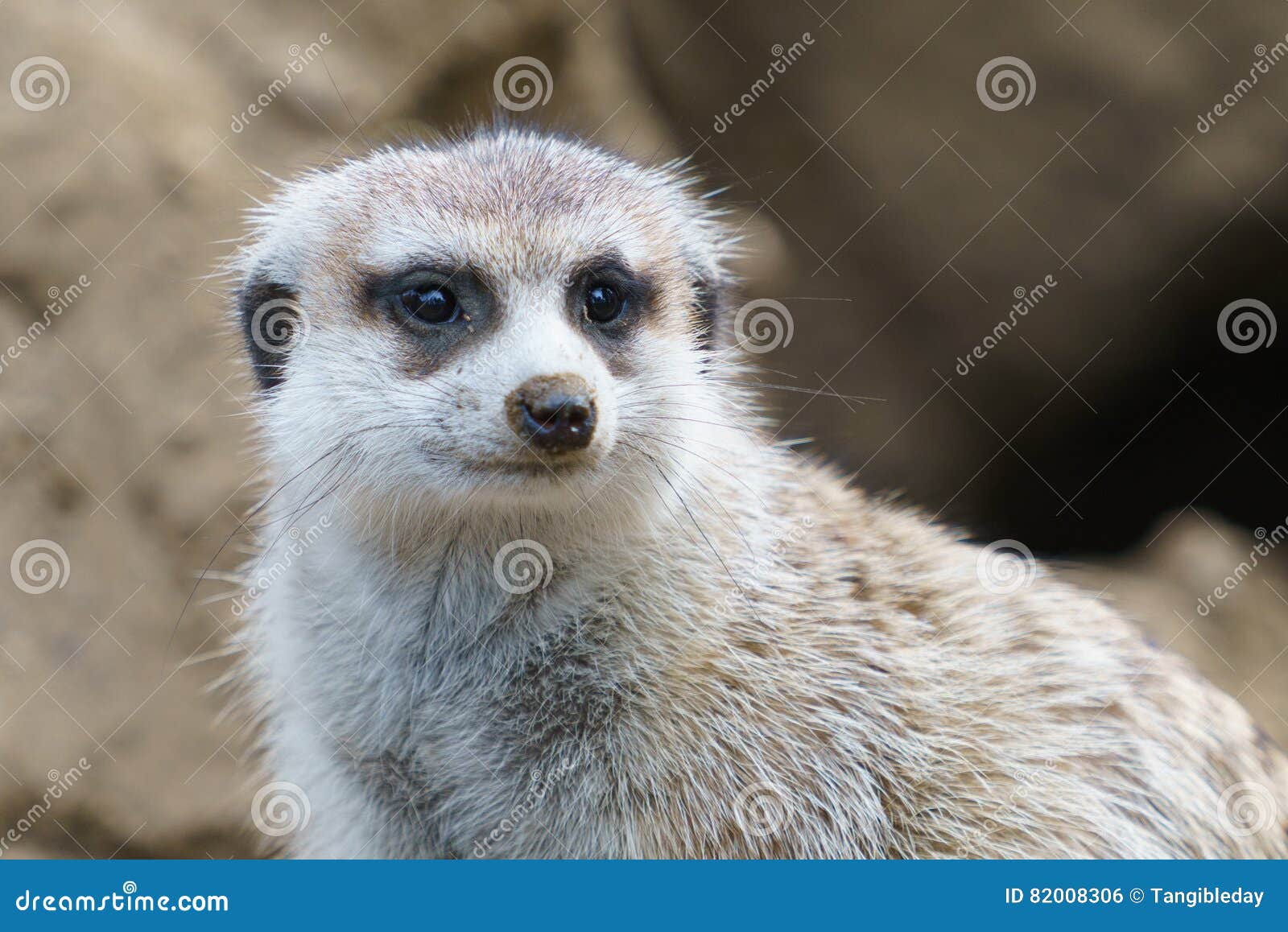 Meerkat Face stock photo. Image of brown, pensive, look - 82008306