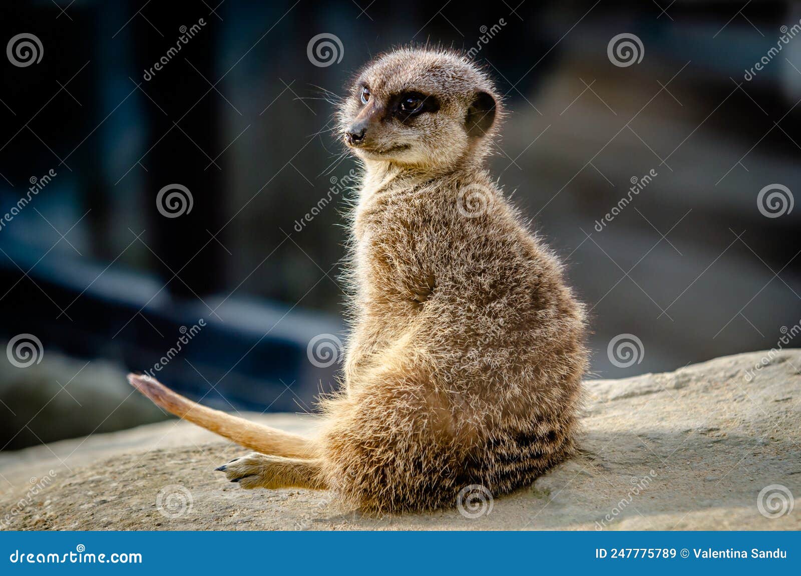 Meerkat in Close-up Relaxing in the Sun Stock Image - Image of meerkat ...