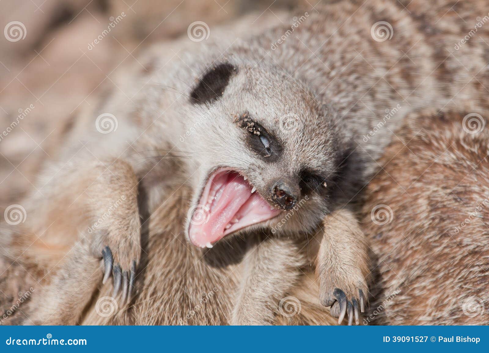 Meerkat stock image. Image of close, head, calling, animal - 39091527