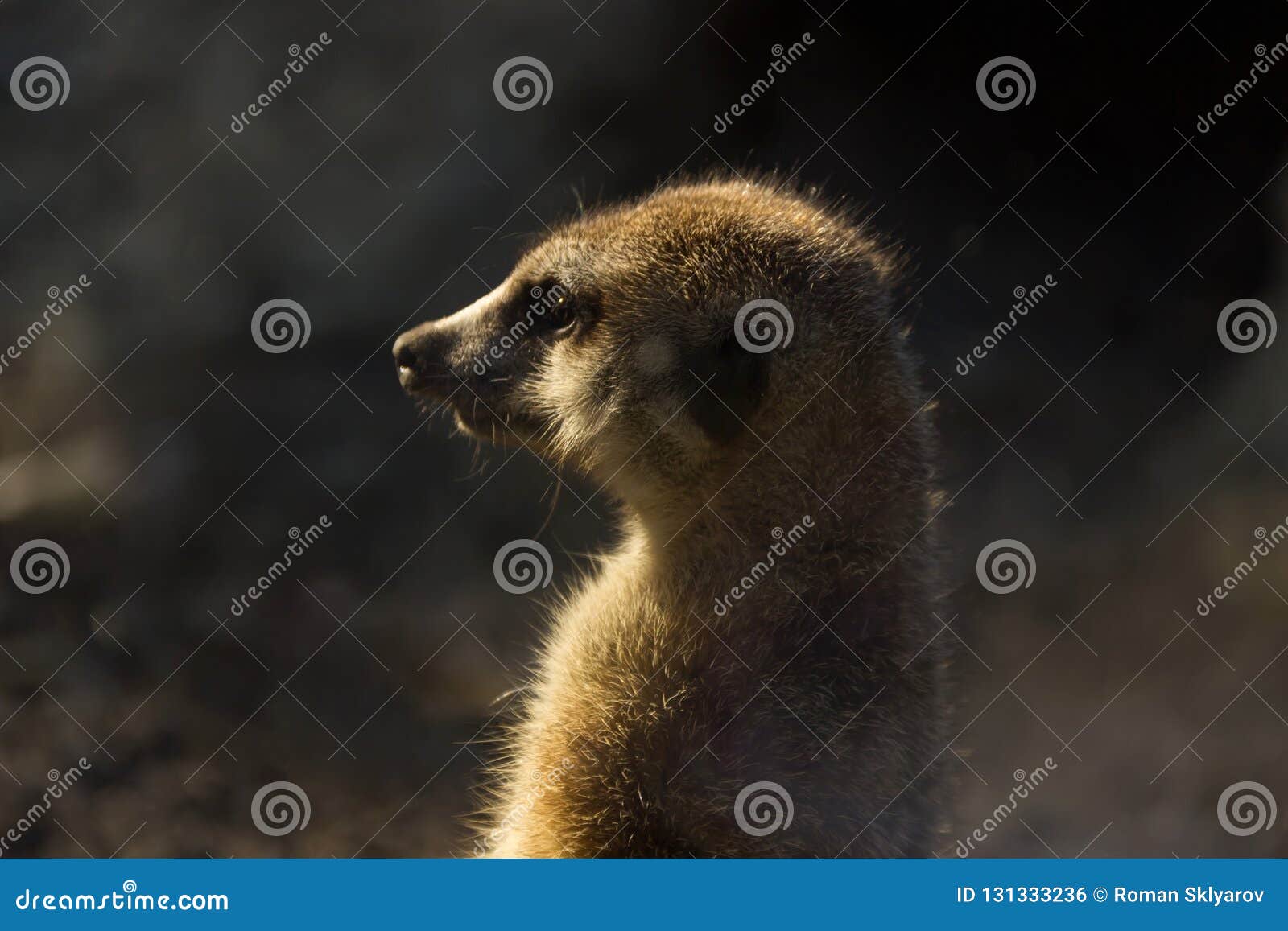 Meerkat Close-up Standing on Its Hind Legs Stock Photo - Image of face ...