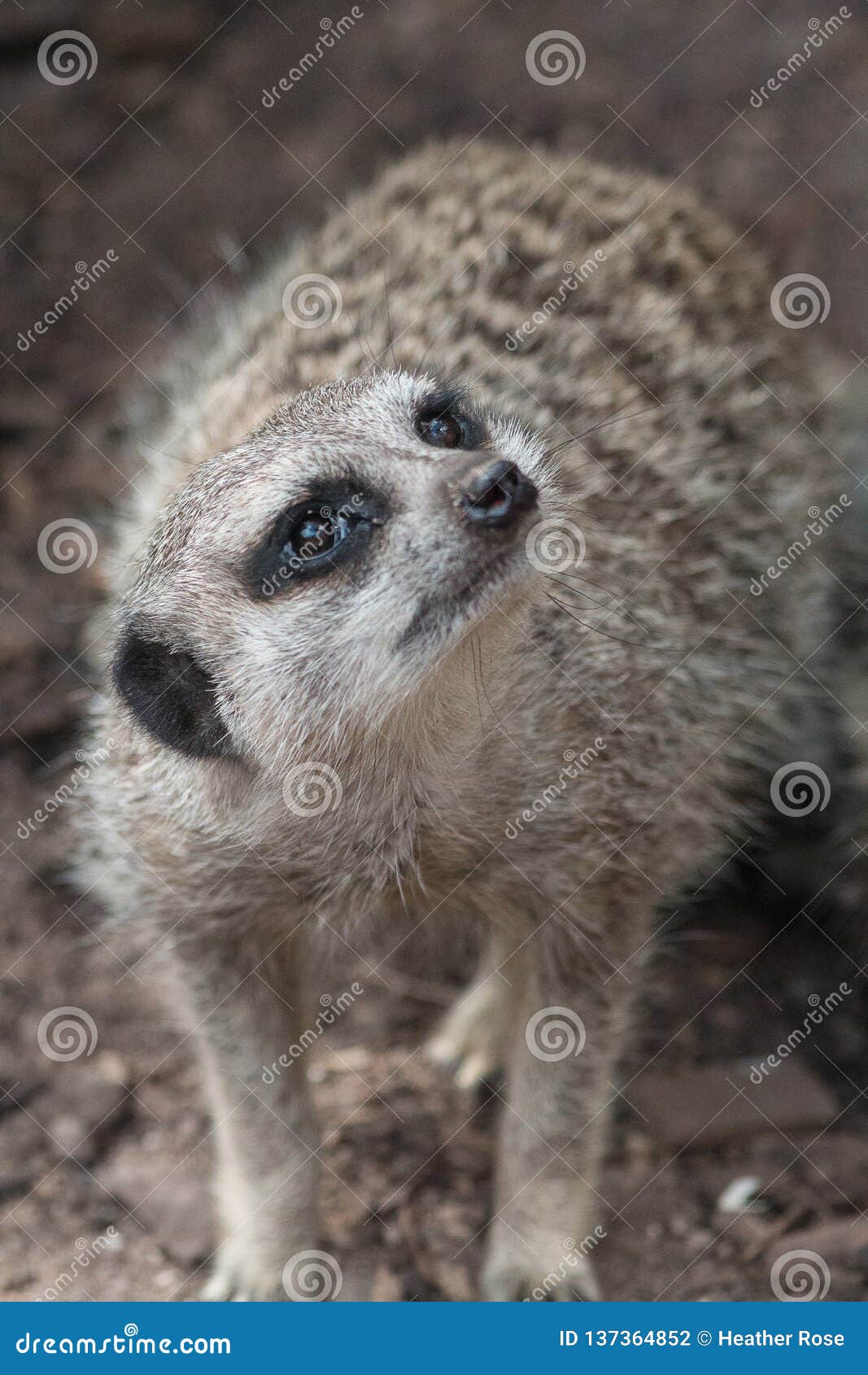 Meerkat closeup looking up stock photo. Image of wildlife - 137364852