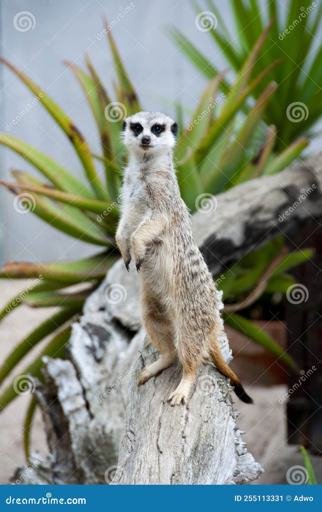 A Standing Meerkat stock image. Image of mammal, wilderness - 255113331