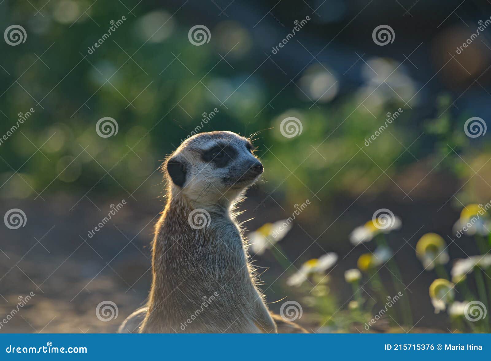 Meerkat in contour light stock photo. Image of funny - 215715376