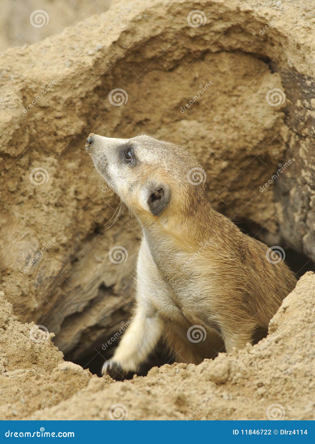 Meerkat Cub stock photo. Image of predator, playful, bury - 11846722