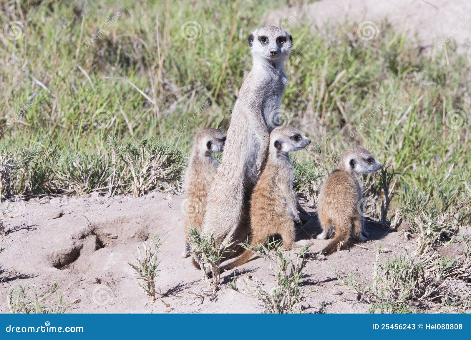 Meerkat with cubs stock image. Image of meerkat, nature - 25456243