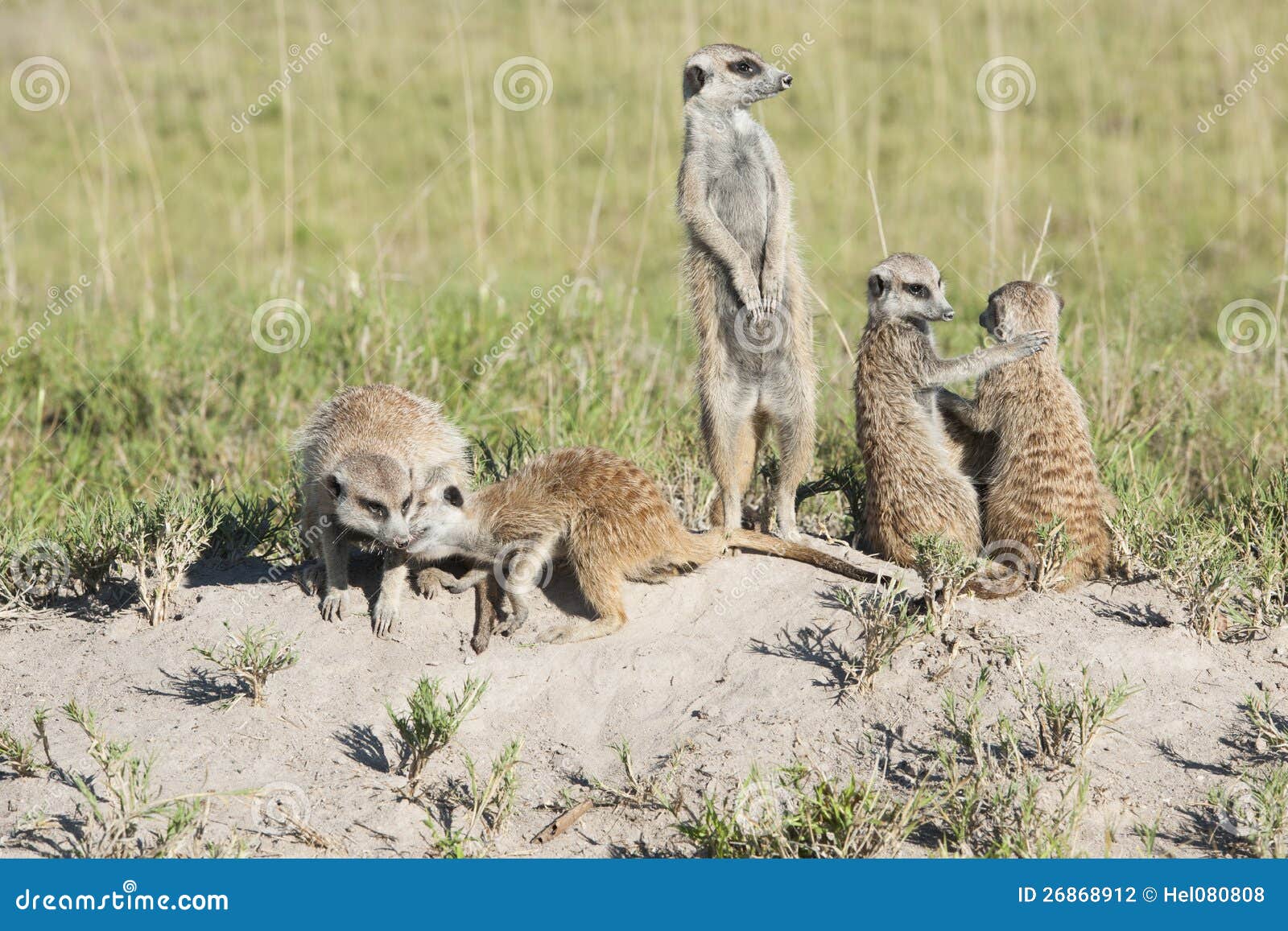Meerkat with cubs stock photo. Image of look, suricate - 26868912