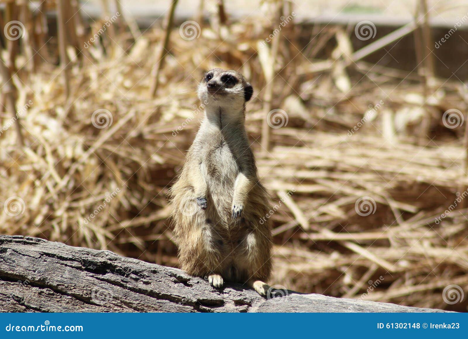Meerkat. stock photo. Image of nature, animals, canon - 61302148
