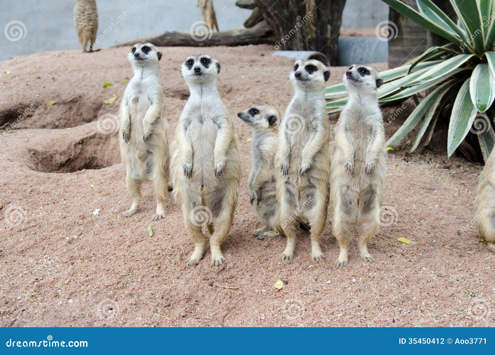 Meerkat stock photo. Image of guard, suricatta, animals - 35450412