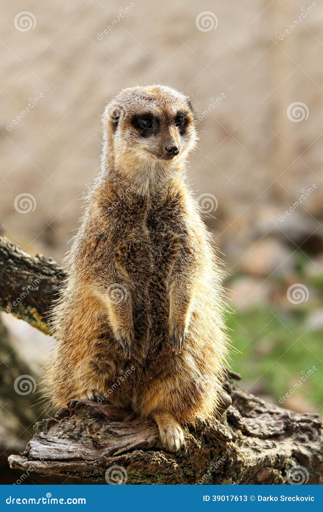Meerkat stock image. Image of keeping, eyes, stand, cute - 39017613