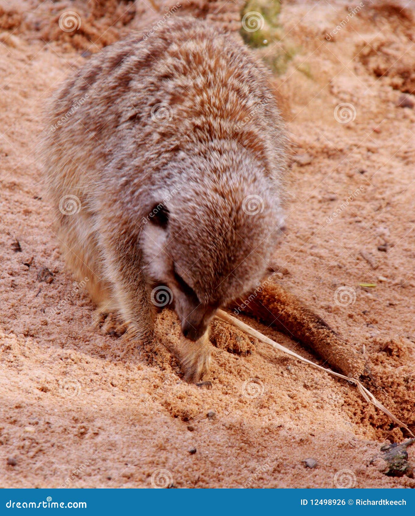 Meerkat digging stock photo. Image of guard, meerkat - 12498926