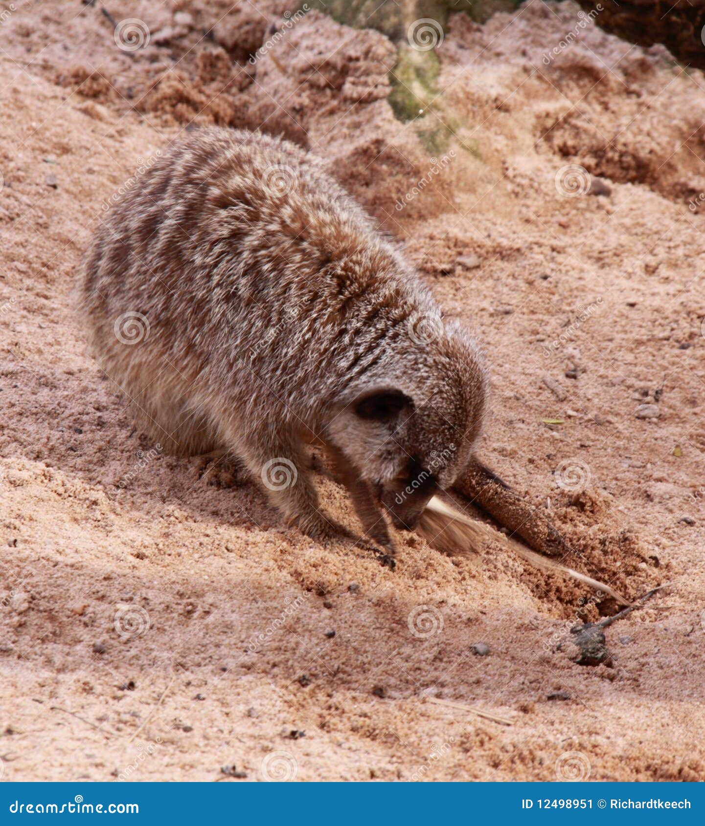 Meerkat digging 2 stock image. Image of orange, kgalagadi - 12498951
