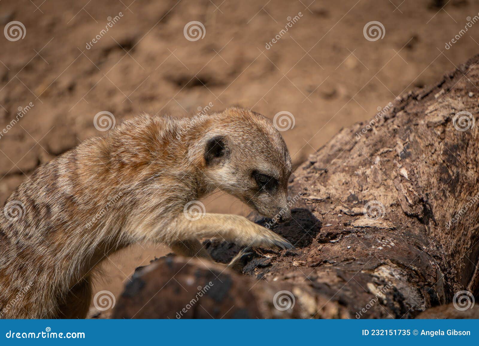 Meerkat Digging for Bugs in Log Stock Image - Image of looking, copy ...
