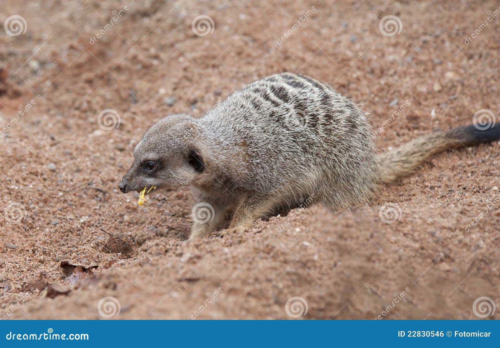Meerkat Eating stock photo. Image of mongoose, alert - 22830546