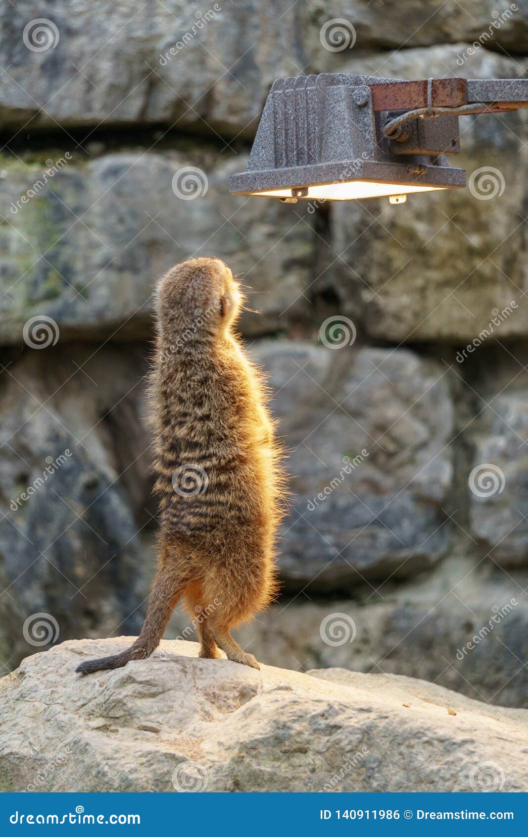 Meerkat Enjoying the Warm Light Stock Photo - Image of hair, funny ...