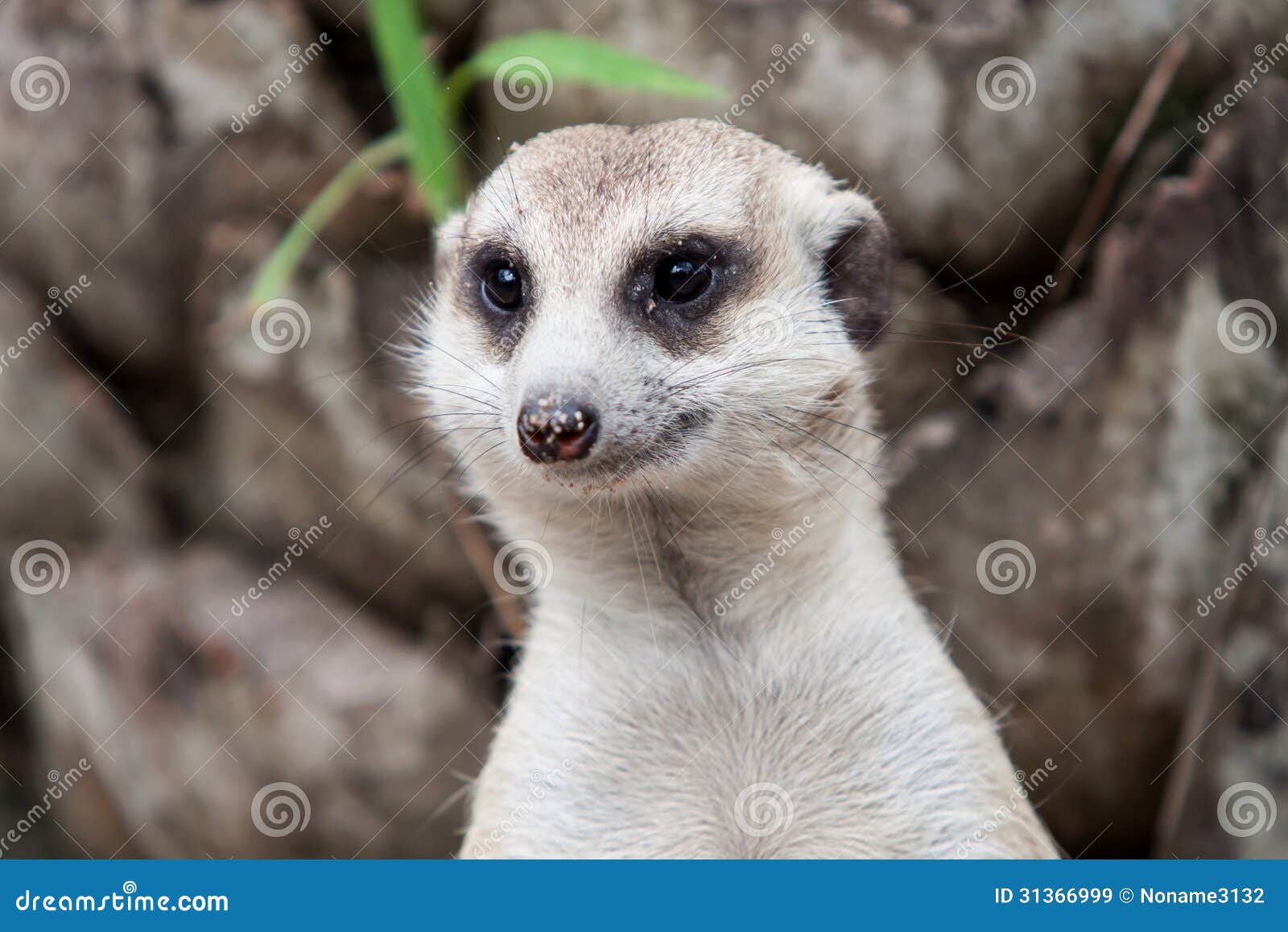 Meerkat stock image. Image of animal, lookout, eyes, face - 31366999