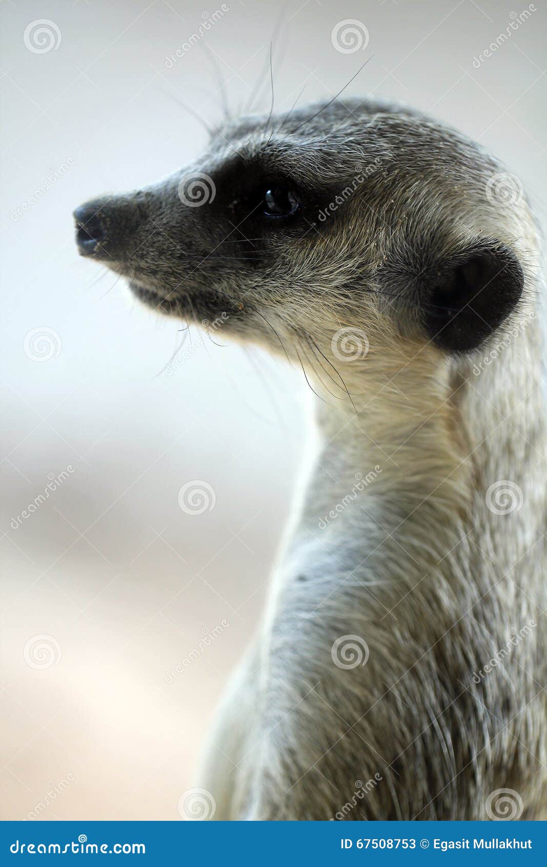 Meerkat stock image. Image of conservation, mammal, guard - 67508753