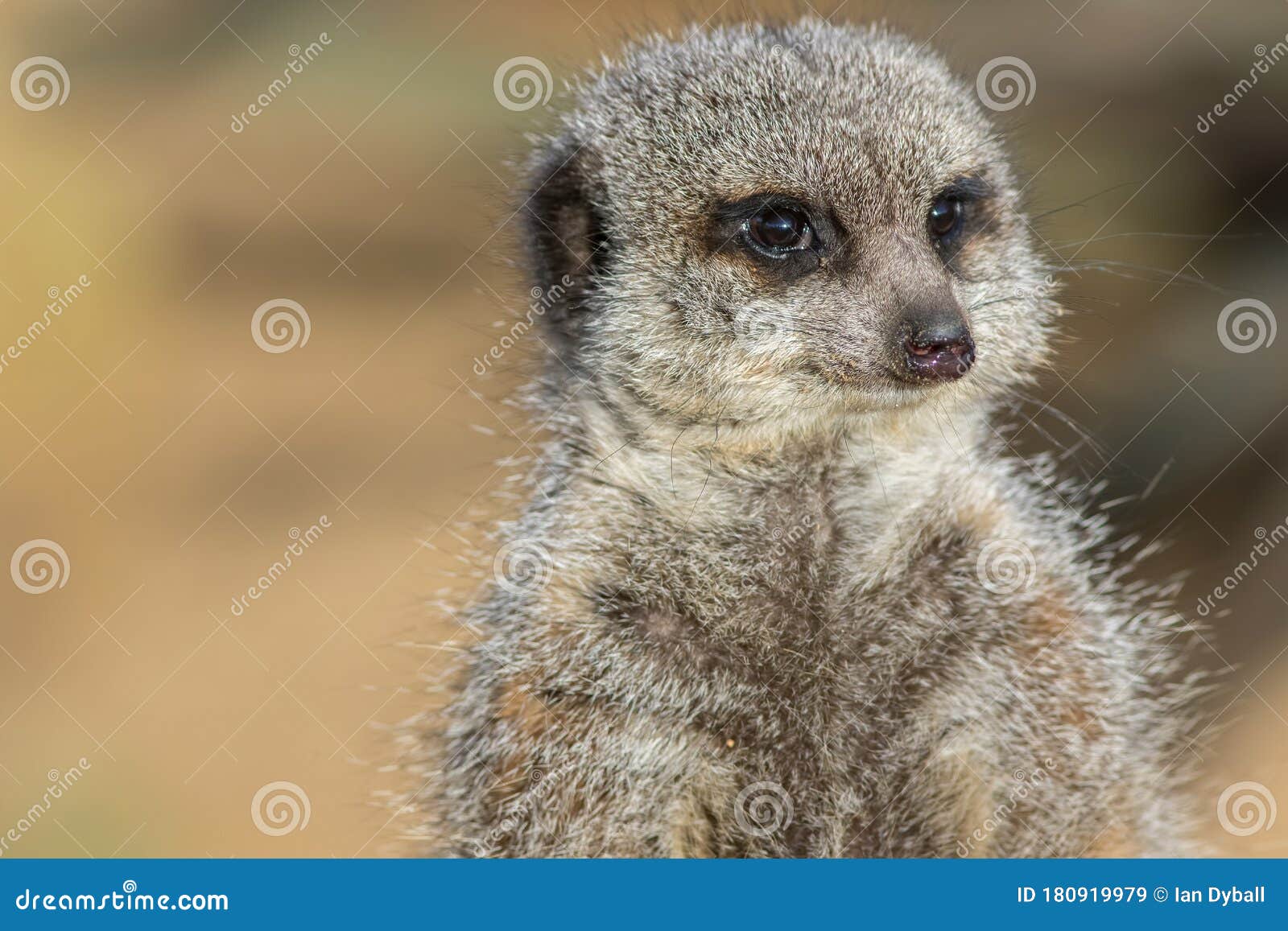 Meerkat Face in Close-up. Animal Minds Stock Image - Image of ...