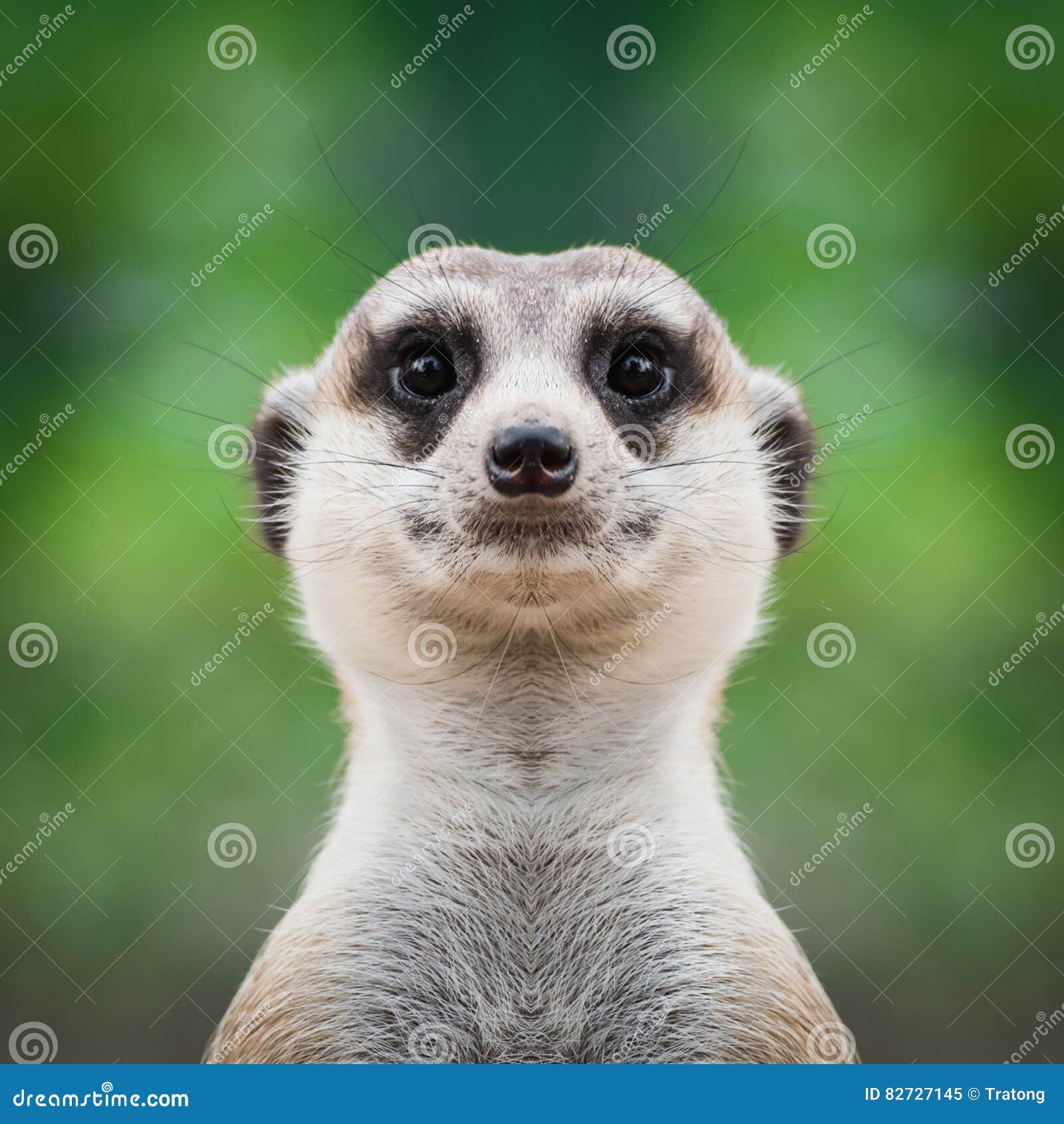 Meerkat face close up stock image. Image of africa, eyes - 82727145