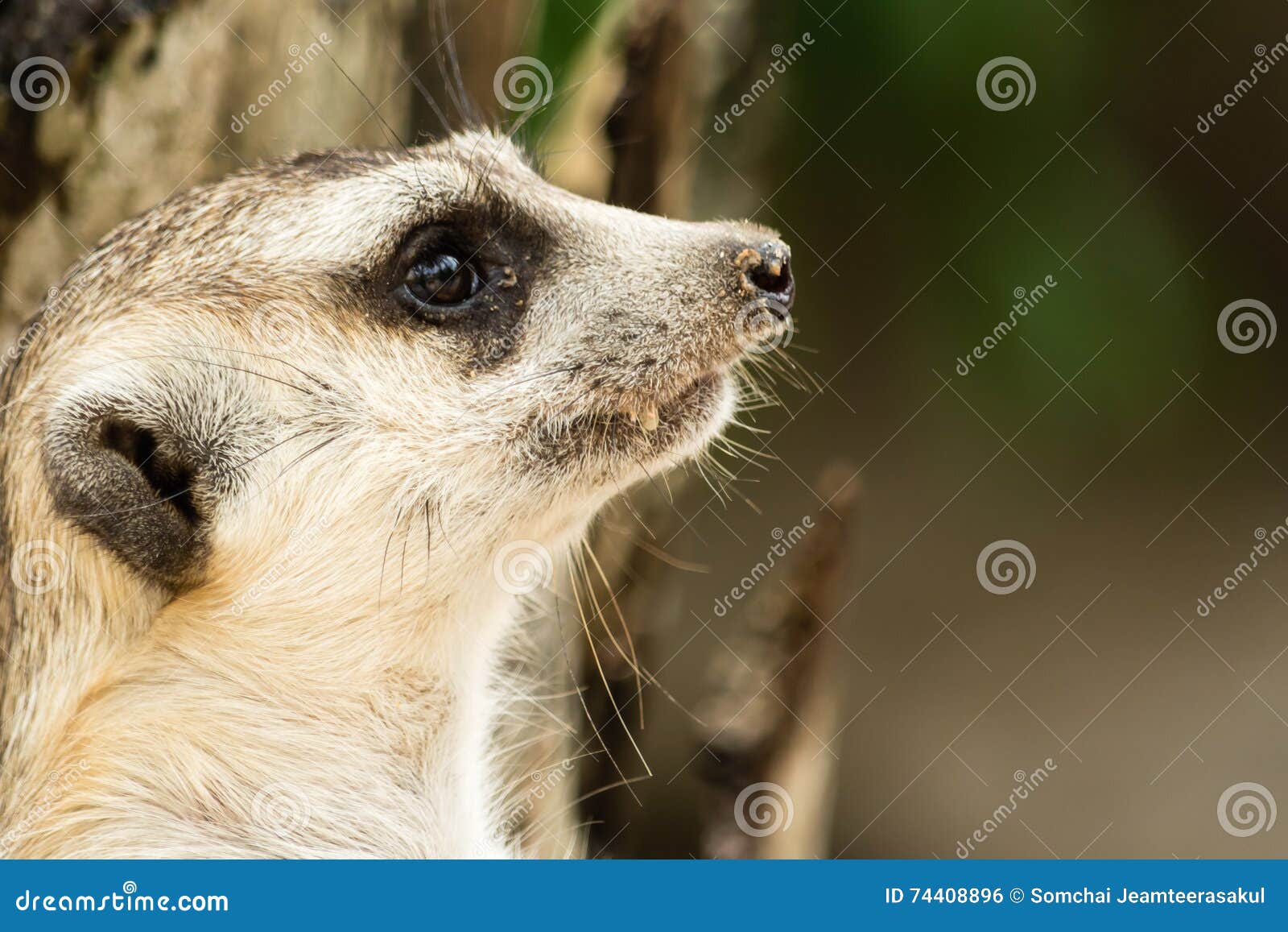 Meerkat face close up stock photo. Image of mammal, mamals - 74408896