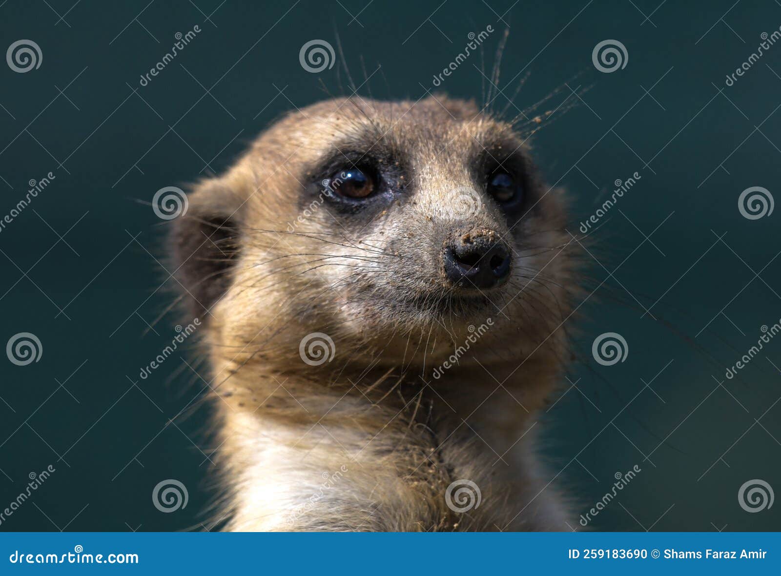 Meerkat face portrait stock photo. Image of upright - 259183690