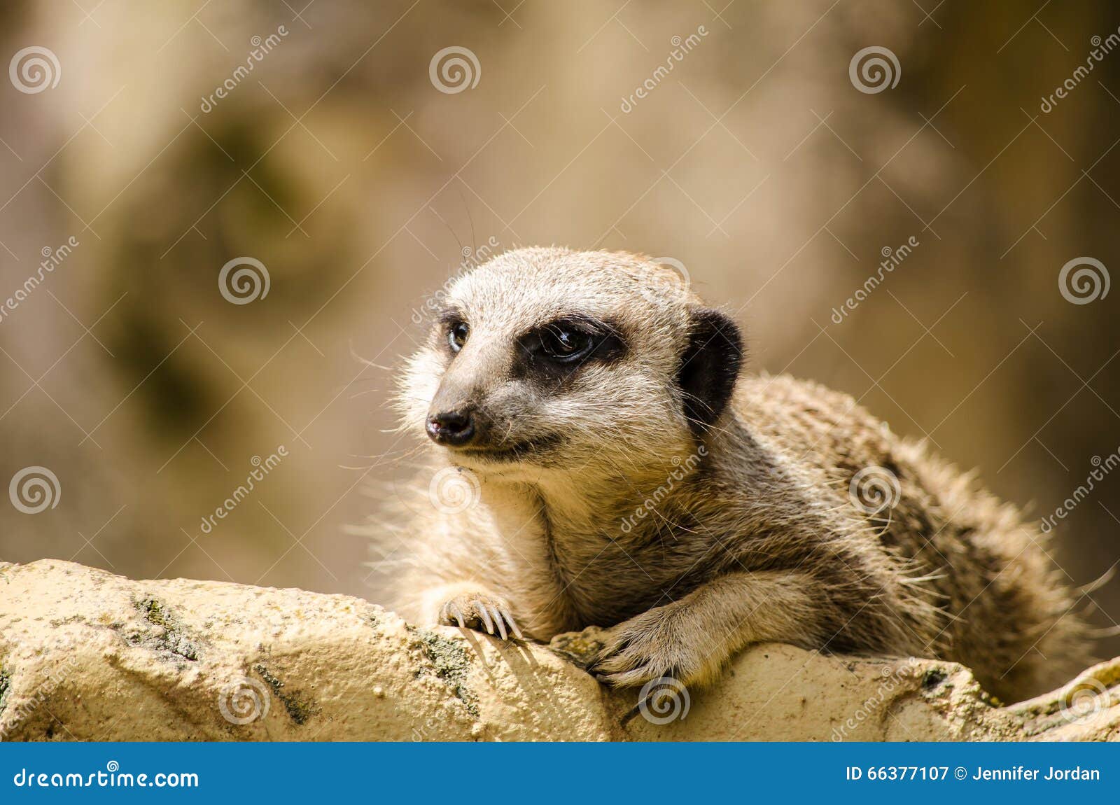 Meerkat Face Single Mongoose Laying Horizontal Alone Stock Image ...
