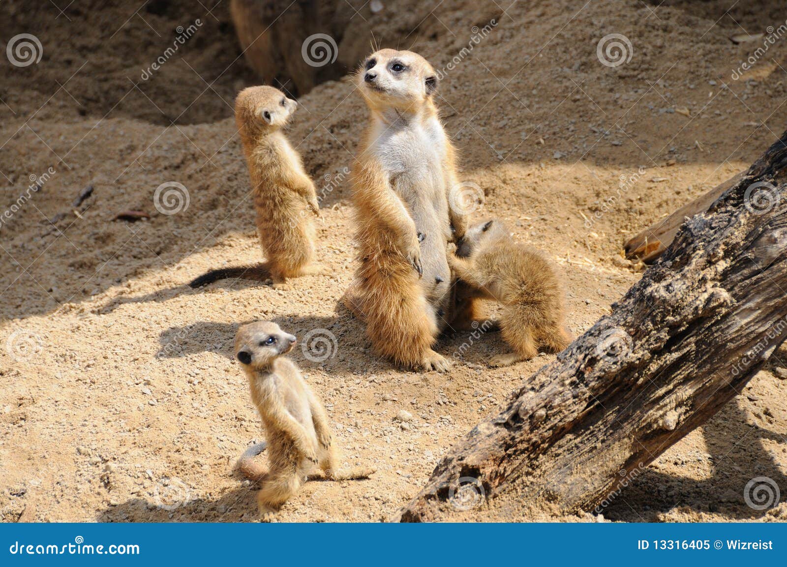 Meerkat Family stock image. Image of baby, guard, desert - 13316405