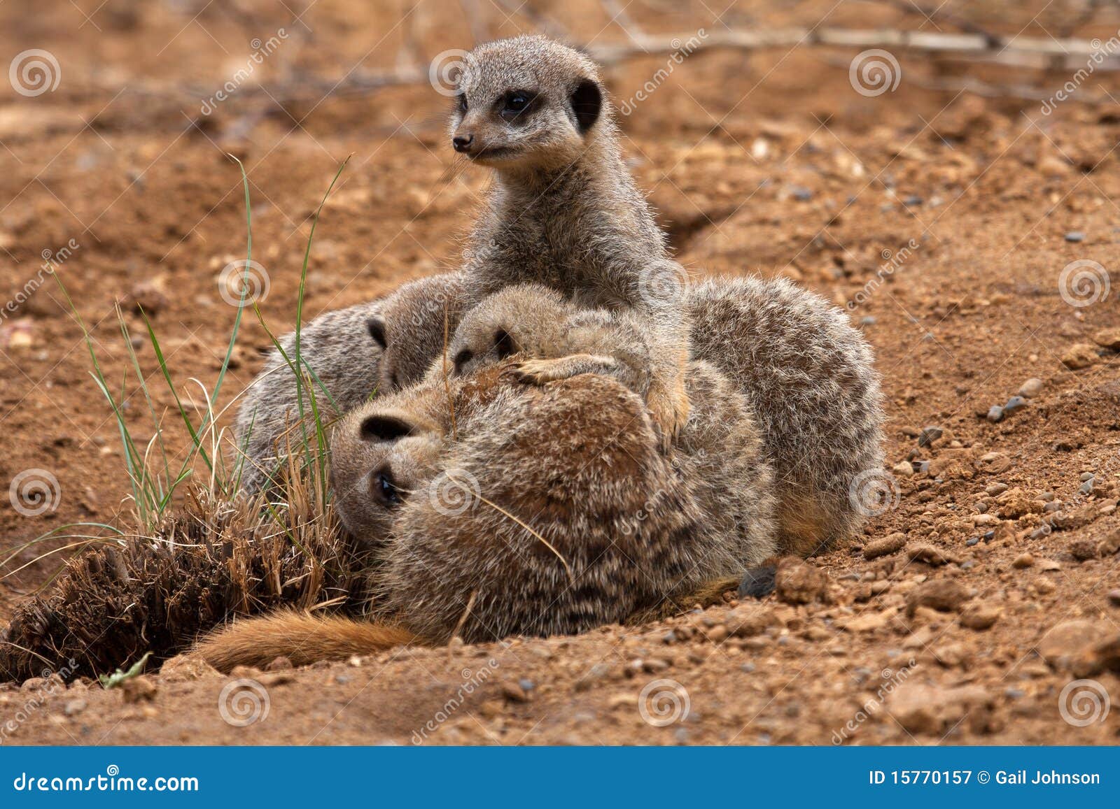 Meerkat Family stock image. Image of england, cute, animal - 15770157