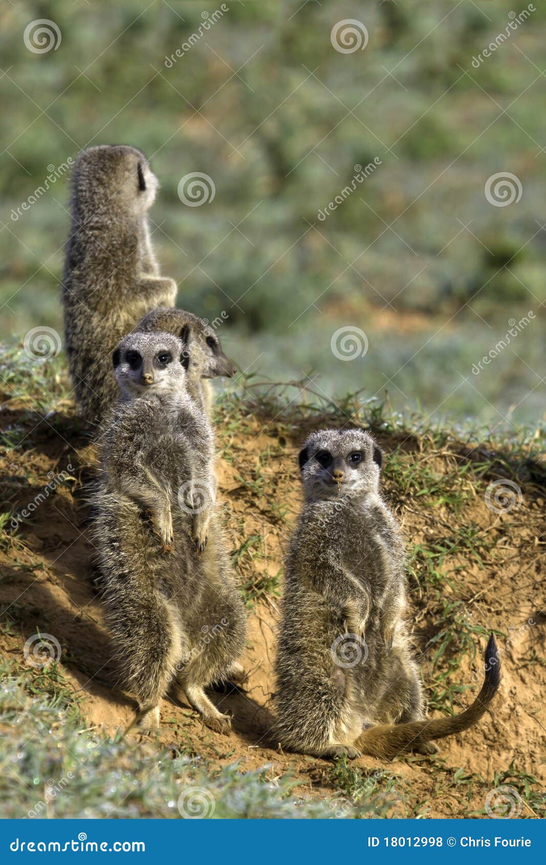 Meerkat Family stock photo. Image of animals, meerkat - 18012998