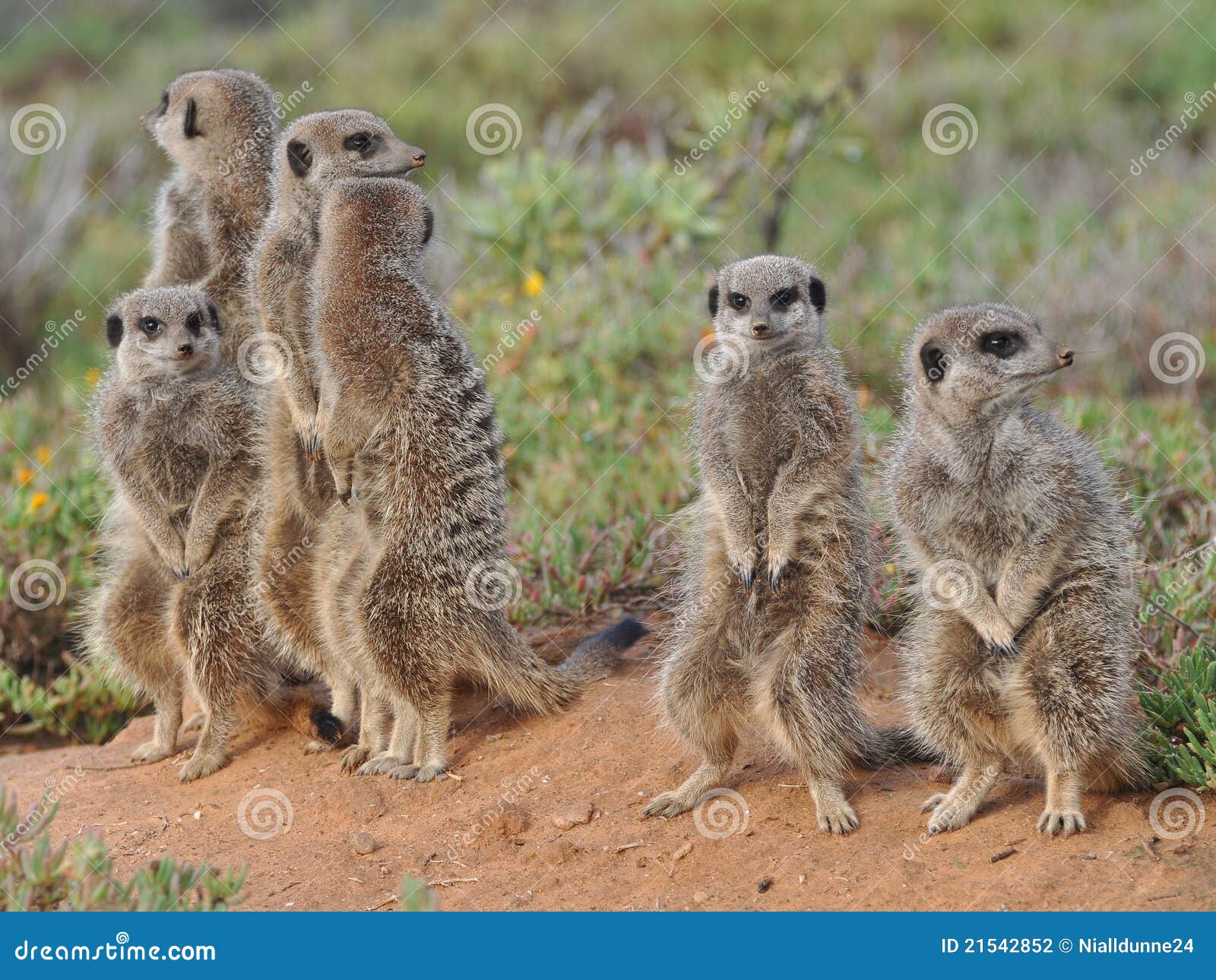 Meerkat family stock photo. Image of nose, desert, gang - 21542852