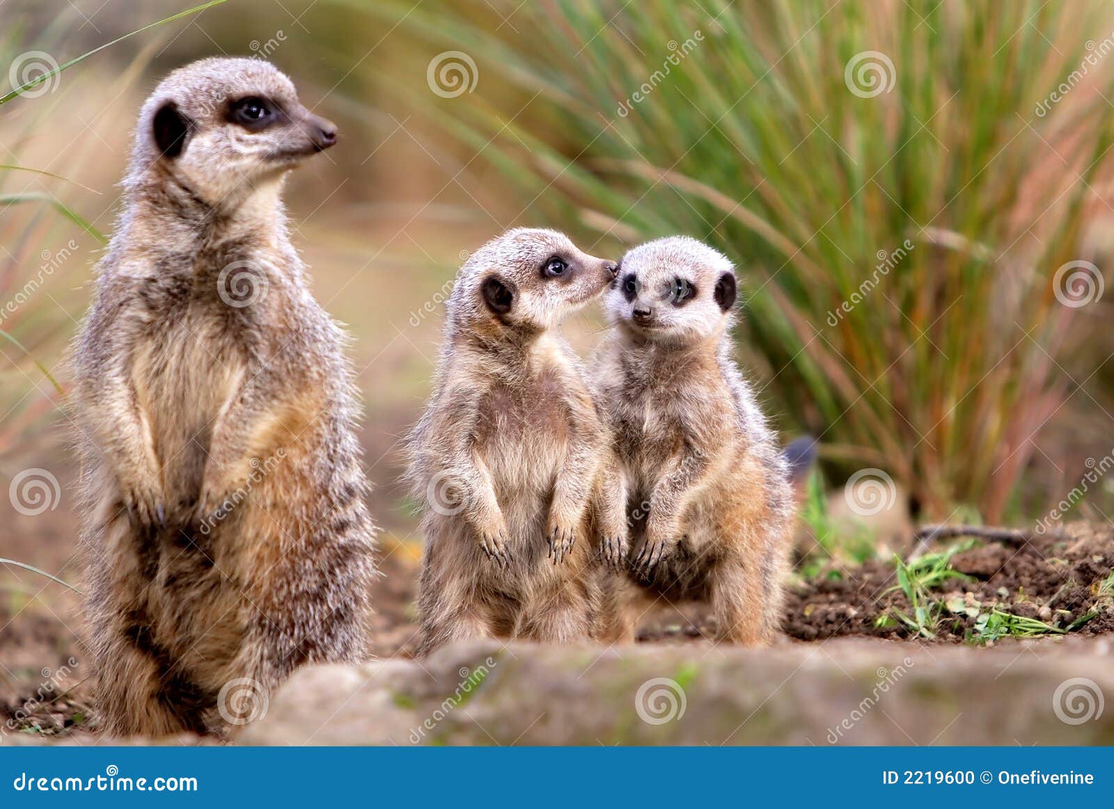 Meerkat Family Stock Photography | CartoonDealer.com #2219600