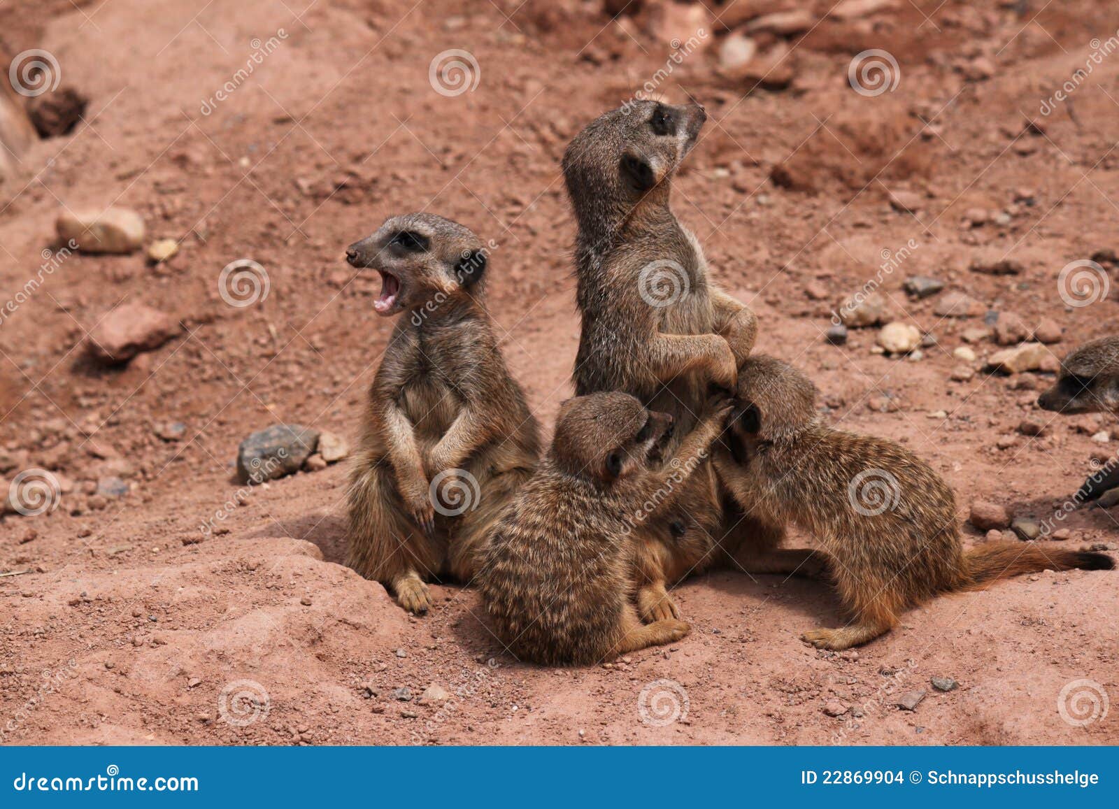 Meerkat family stock photo. Image of terrain, meerkat - 22869904