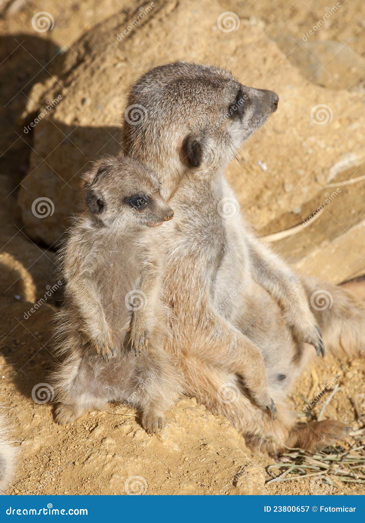 Meerkat Family stock image. Image of cheeky, mammal, sand - 23800657