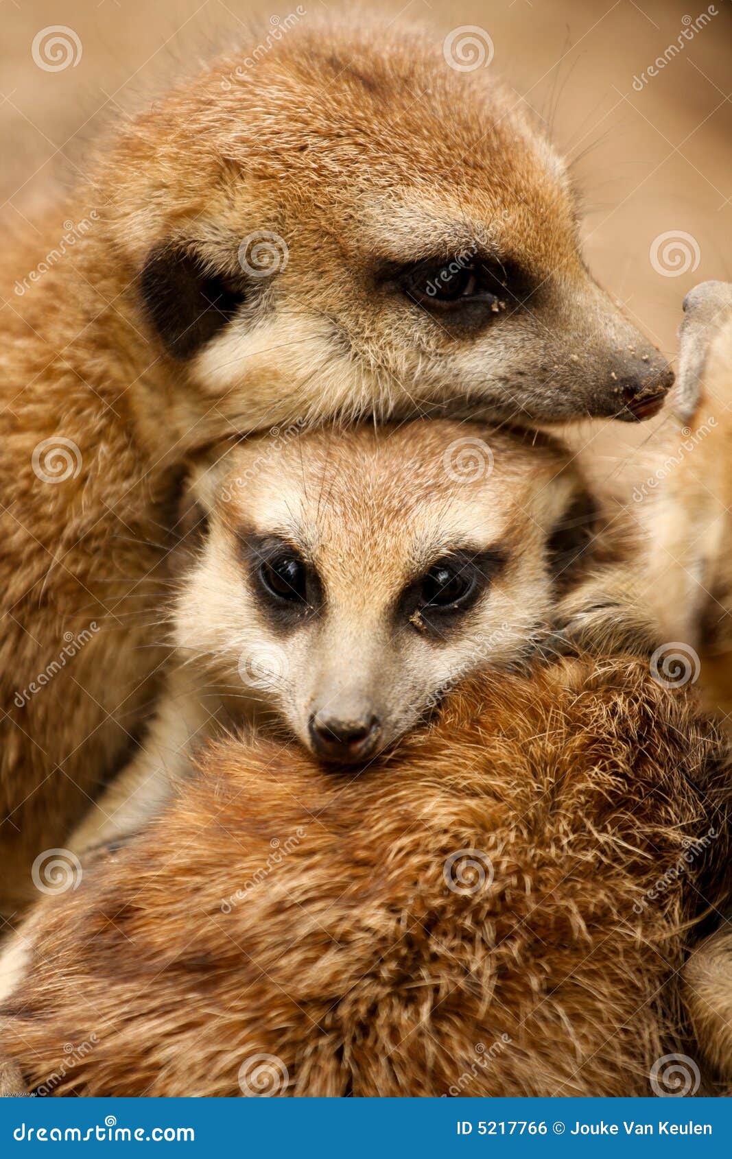 Meerkat Family stock photo. Image of lean, protecting - 5217766