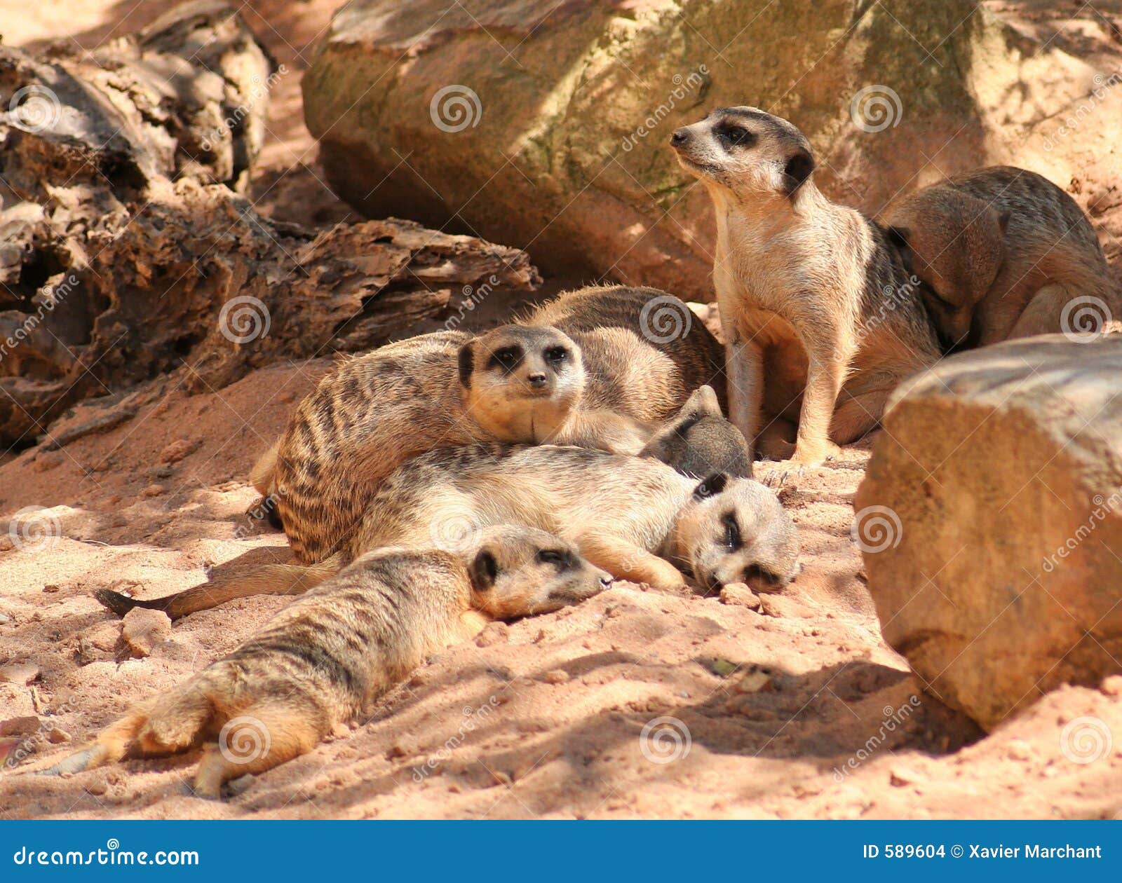 Meerkat Family Royalty-Free Stock Image | CartoonDealer.com #32864872