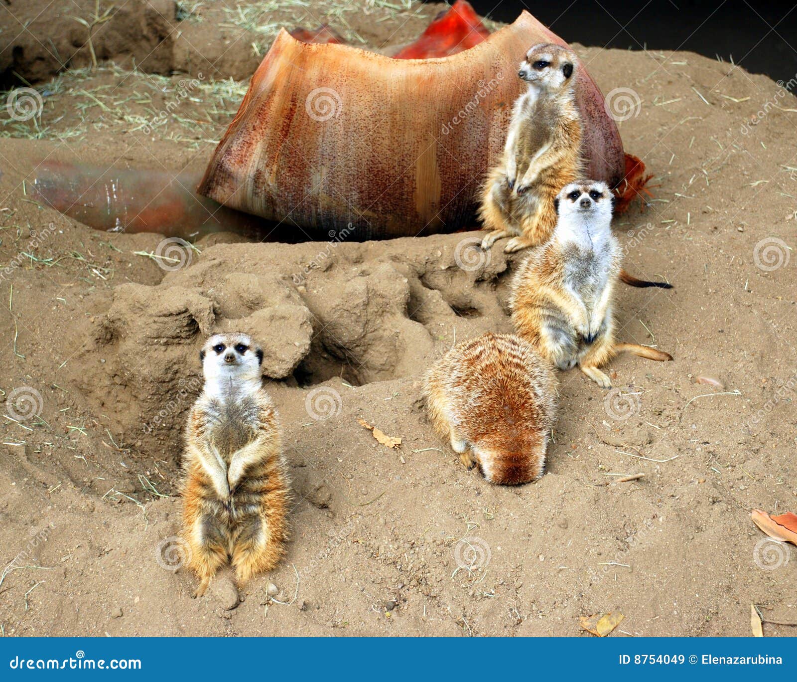 Meerkat family stock image. Image of sand, sitting, family - 8754049