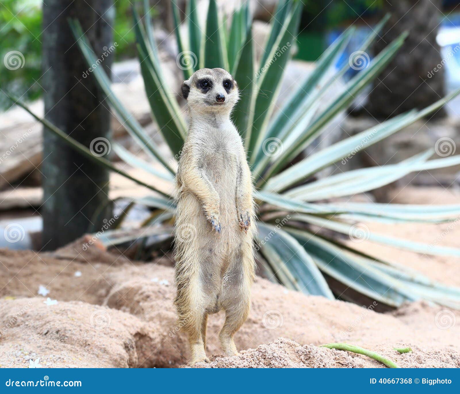 Meerkat Family are Sunbathing Stock Photo - Image of mongoose, safari ...