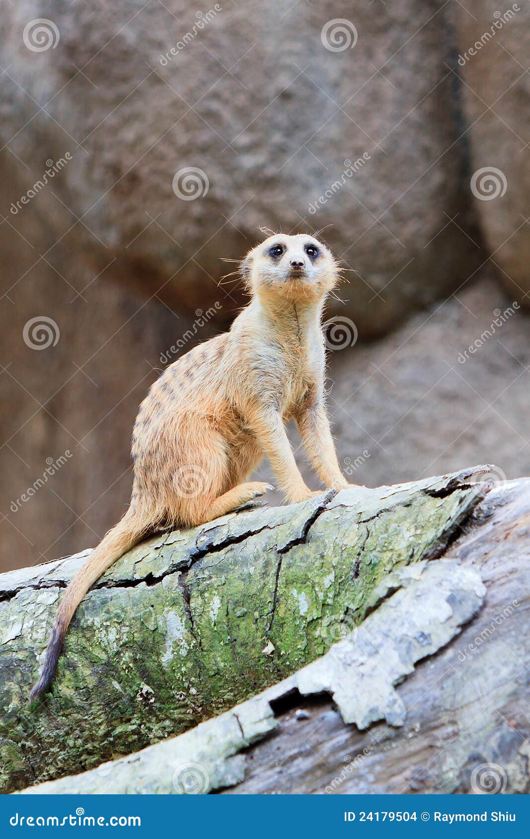 Meerkat Foot Tap stock photo. Image of watching, conservation - 24179504