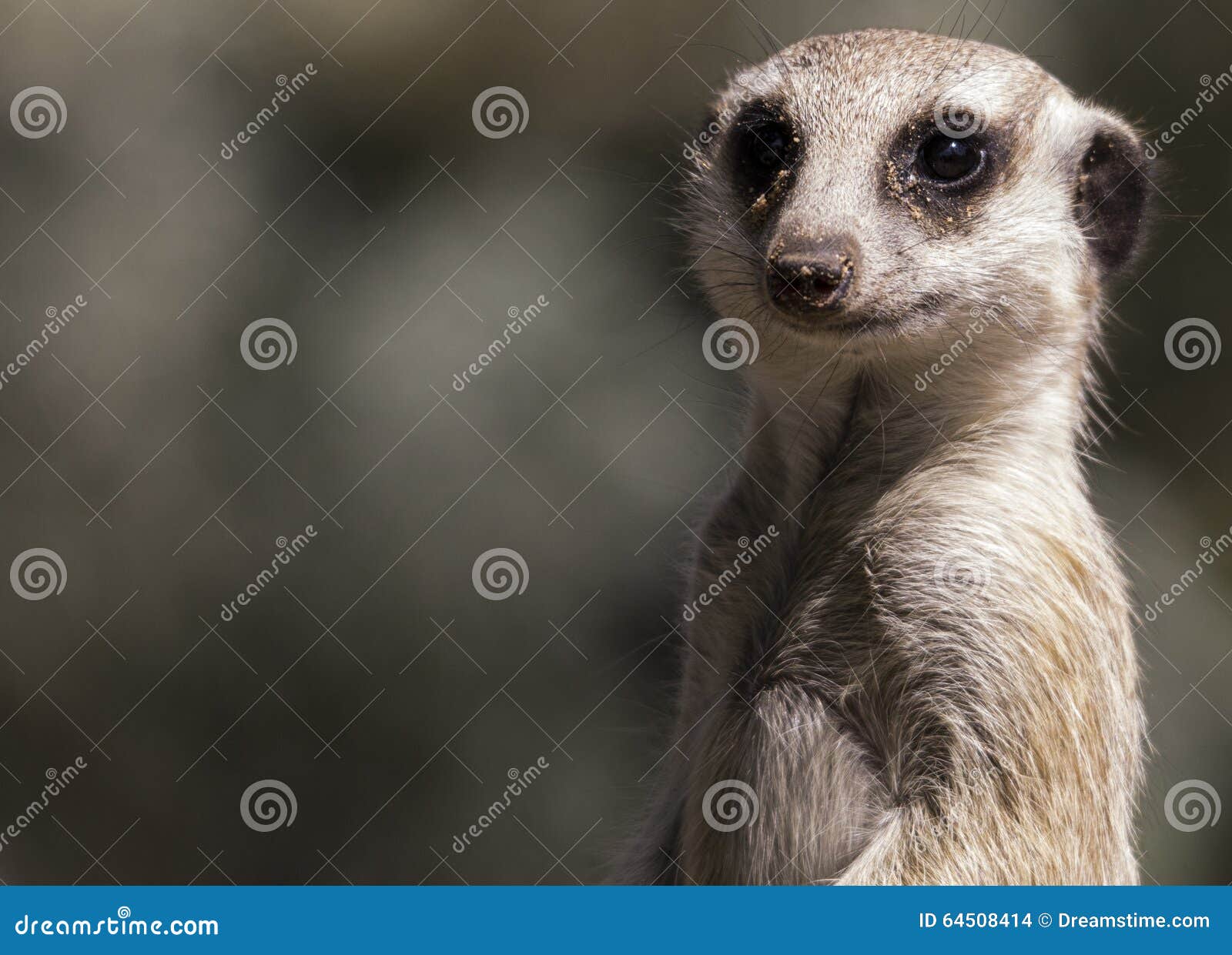 Meerkat stock photo. Image of front, watching, fluffy - 64508414
