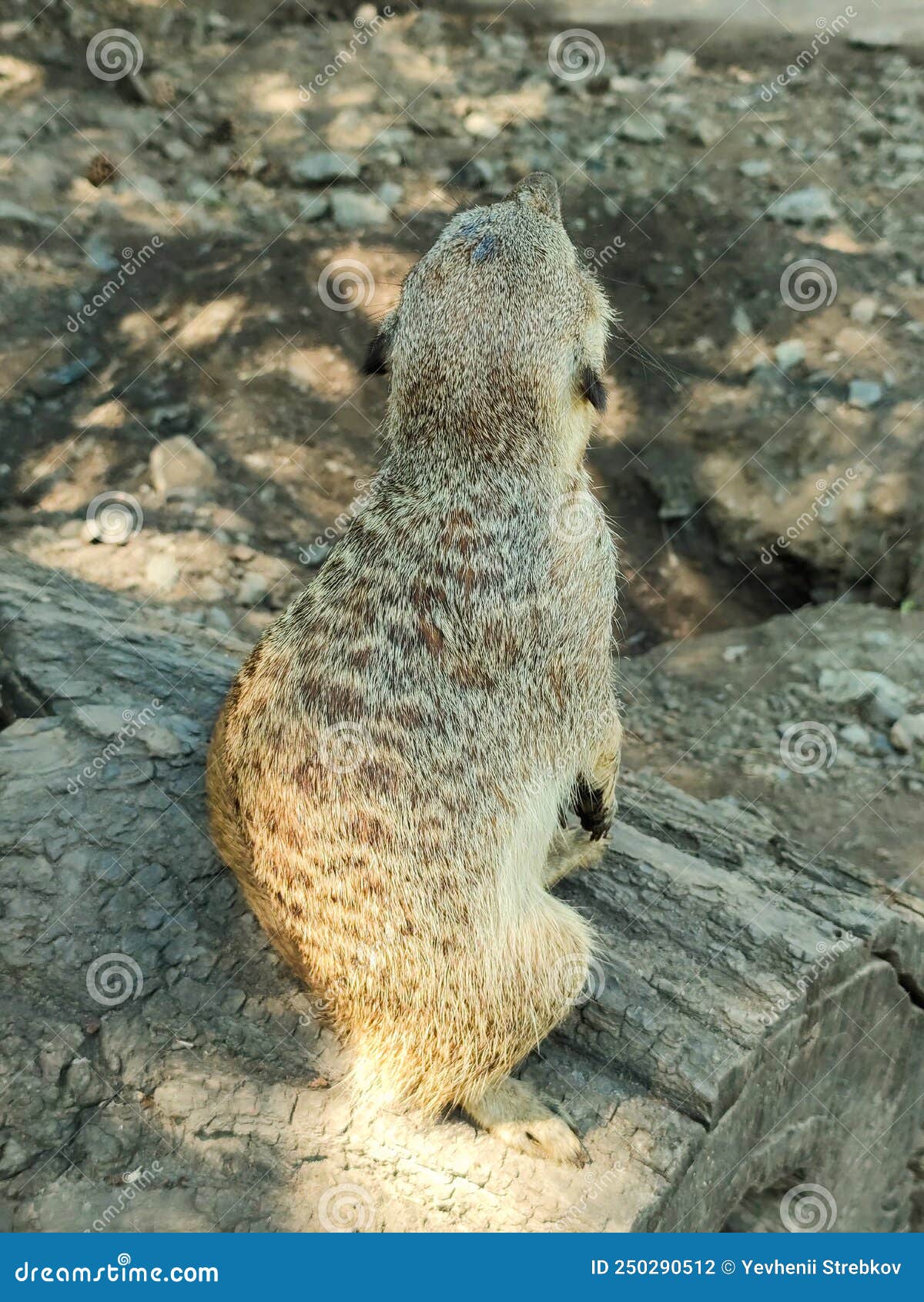 Meerkat in Full Growth, View from the Back Stock Photo - Image of ...