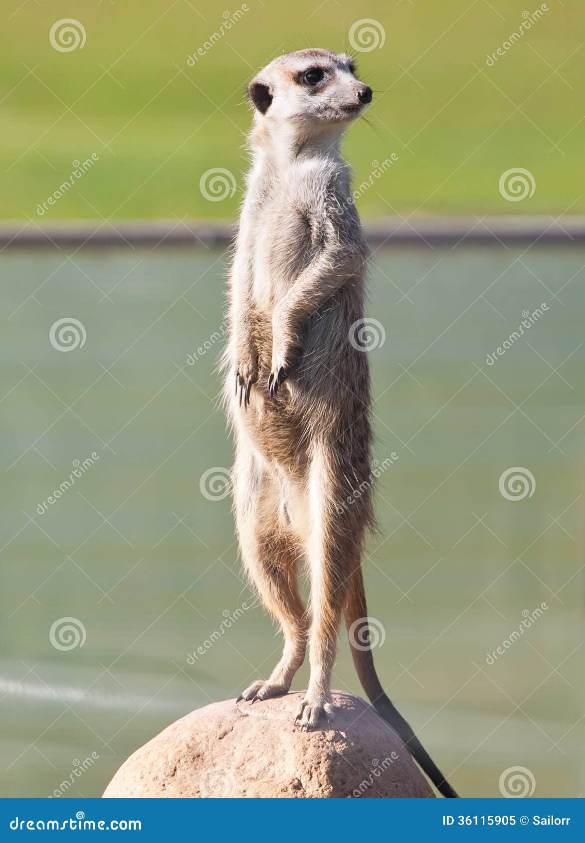 Meerkat stock image. Image of guard, suricatta, eyes - 36115905
