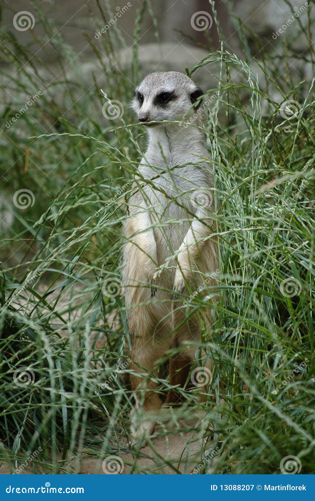Meerkat in grass stock image. Image of suricate, portrait - 13088207