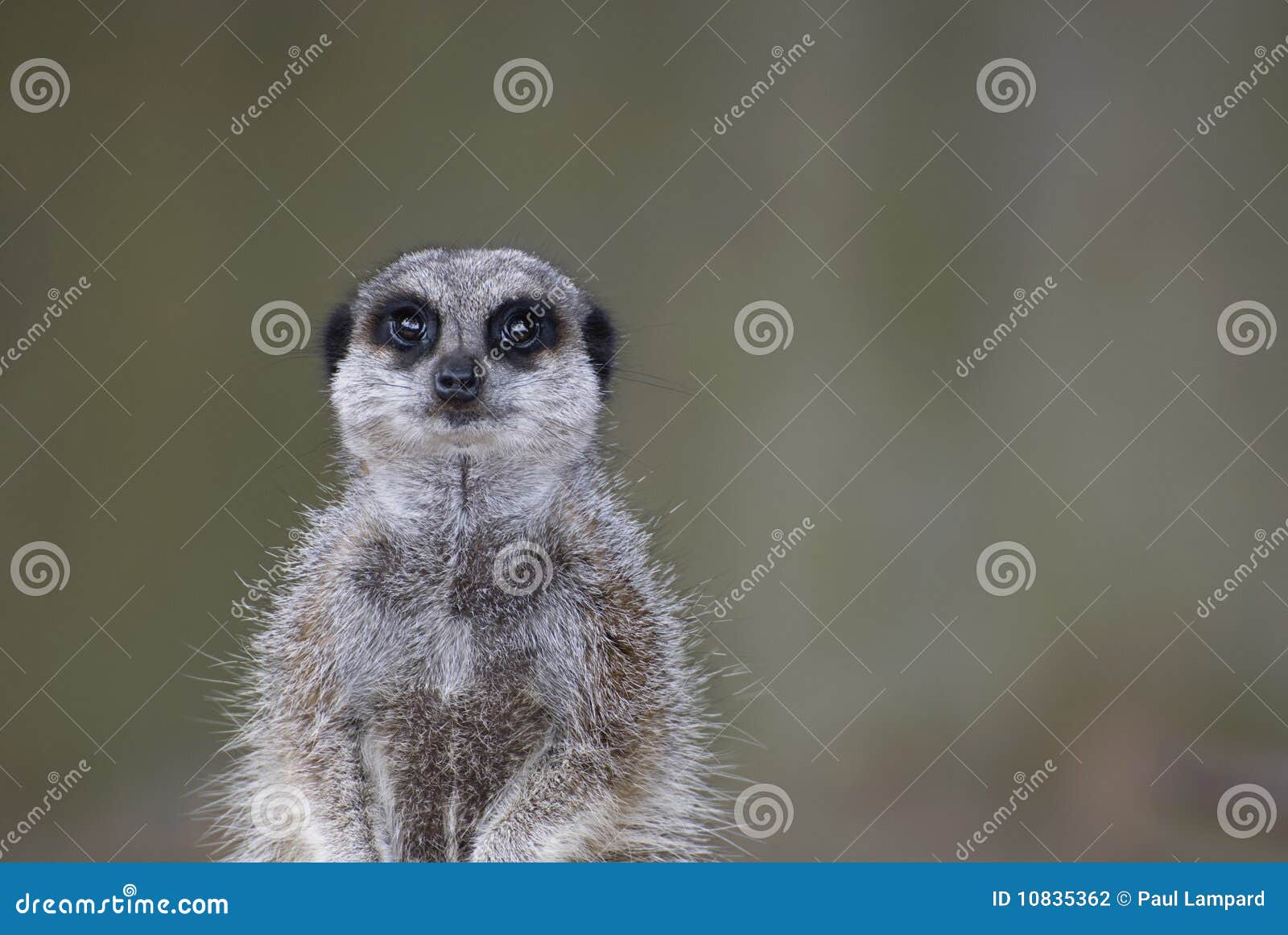 Meerkat on guard stock photo. Image of grey, soft, security - 10835362
