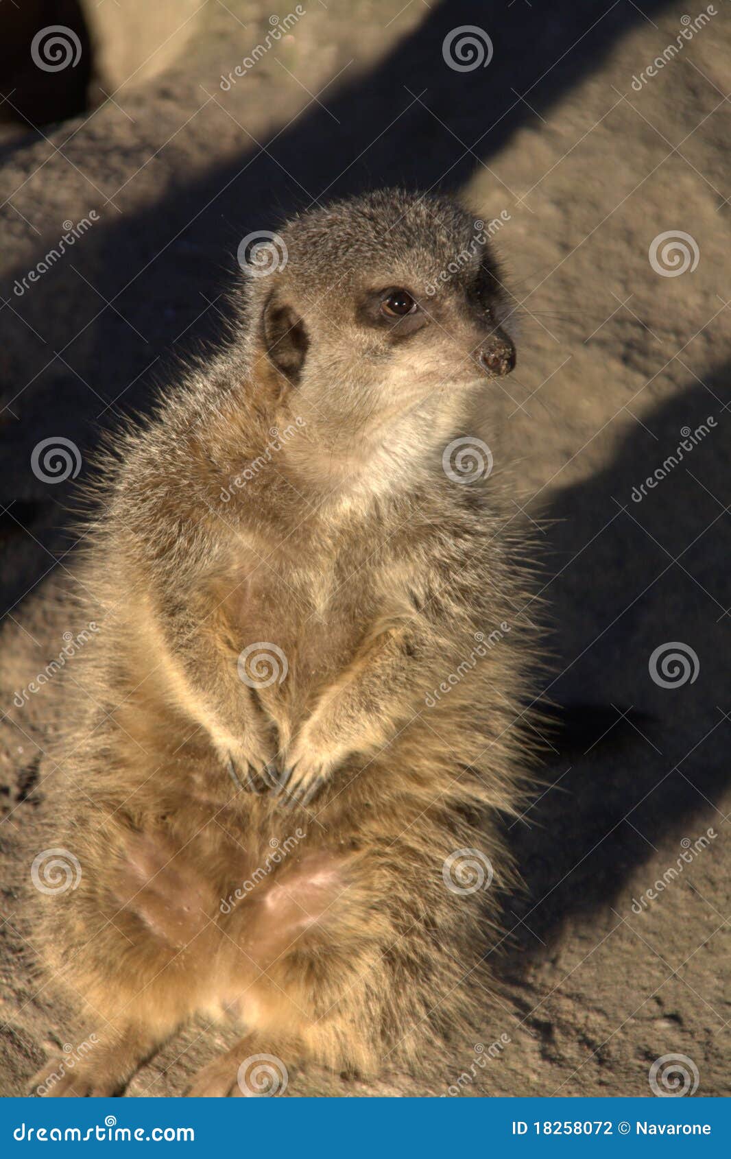 Meerkat on guard stock photo. Image of hair, duty, lone - 18258072