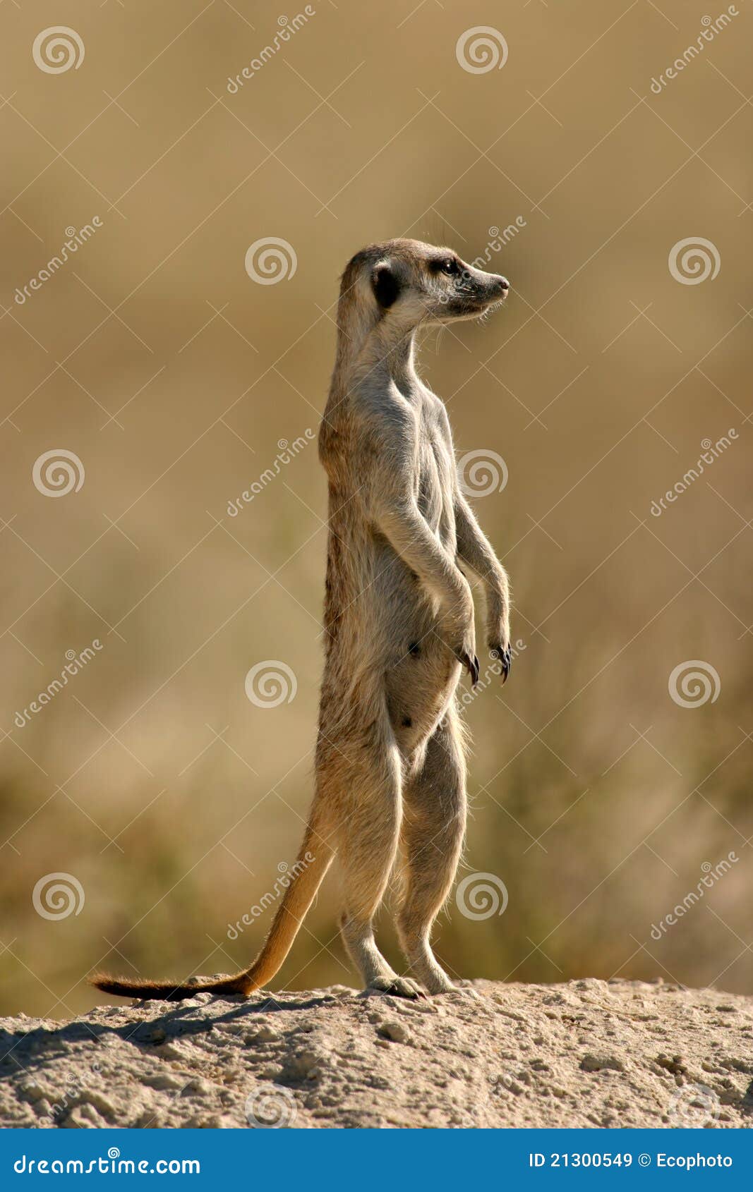 Meerkat on guard stock image. Image of guarding, eyes - 21300549