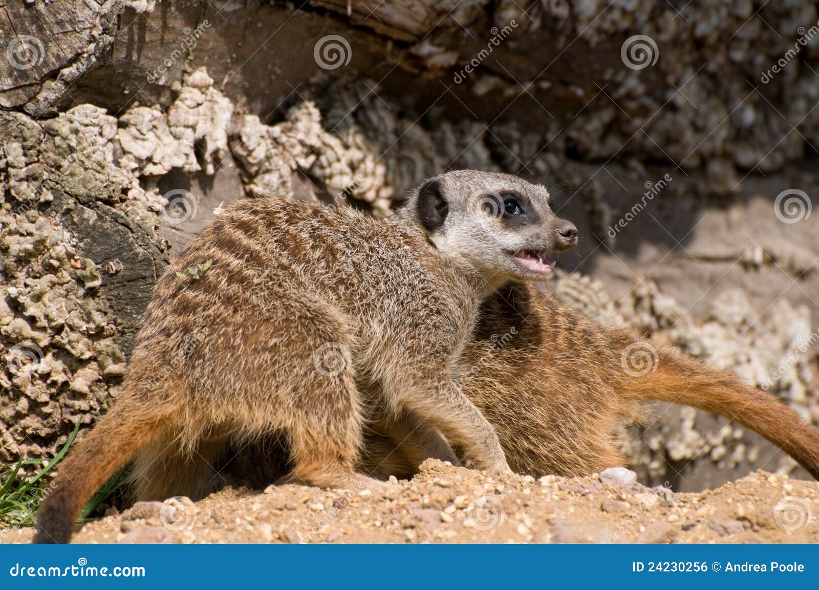 Meerkat on guard stock photo. Image of guard, cuddly - 24230256