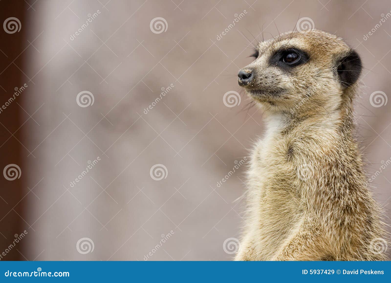 384 Zoo Security Guard Stock Photos - Free & Royalty-Free Stock Photos ...
